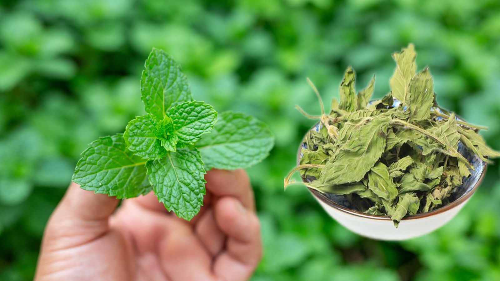 Usos y Beneficios de la Menta Seca: Descubre Cómo Prepararla en Casa ...