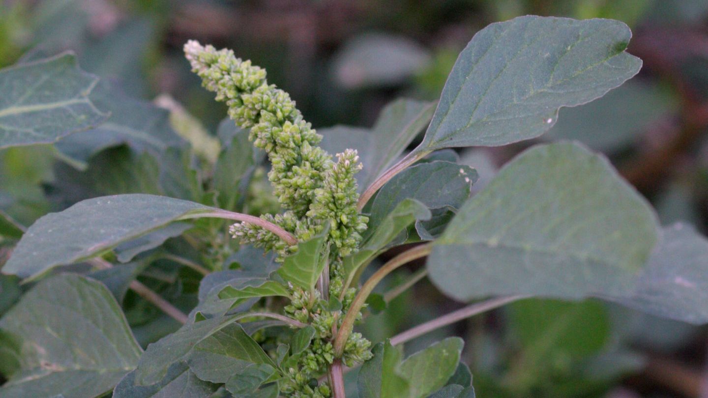 "Usos Medicinales del Bledo: La Planta que Podrías Estar Desperdiciando en Tu Jardín" - Mis remedios