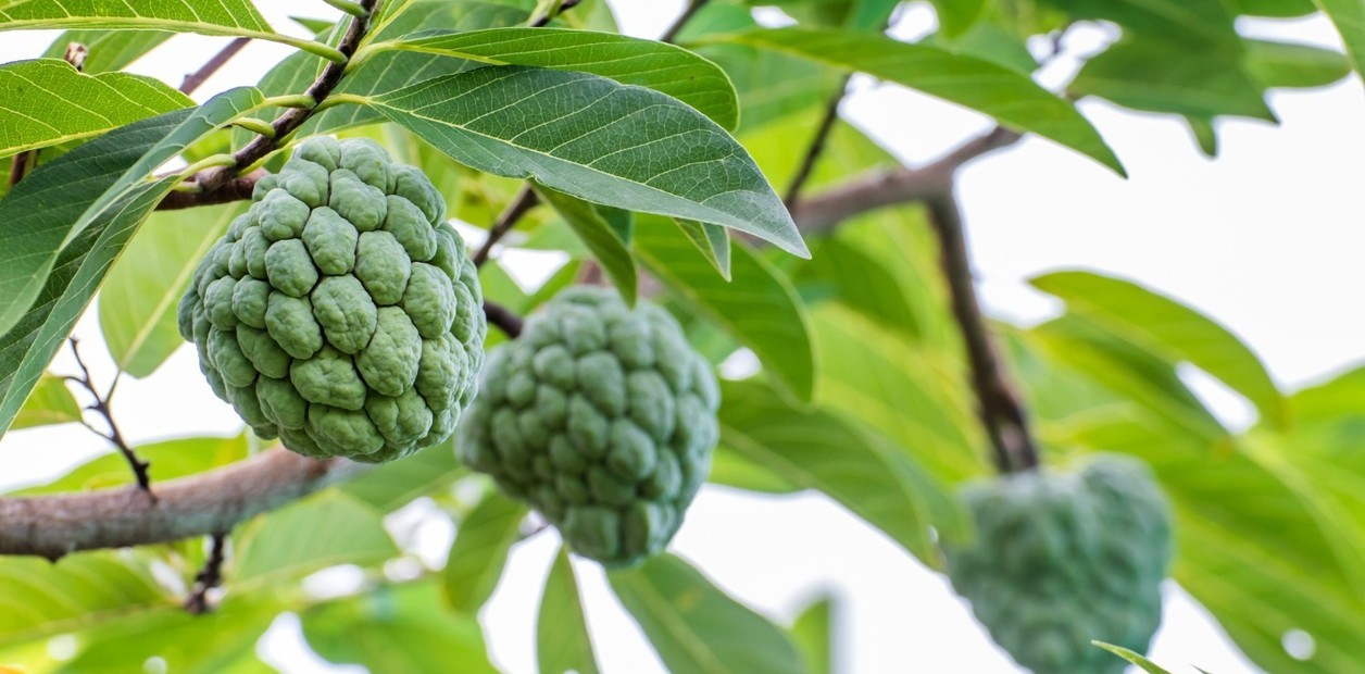 Usos Curativos del Anón: Cómo Aprovechar la Fruta y las Hojas para tu ...