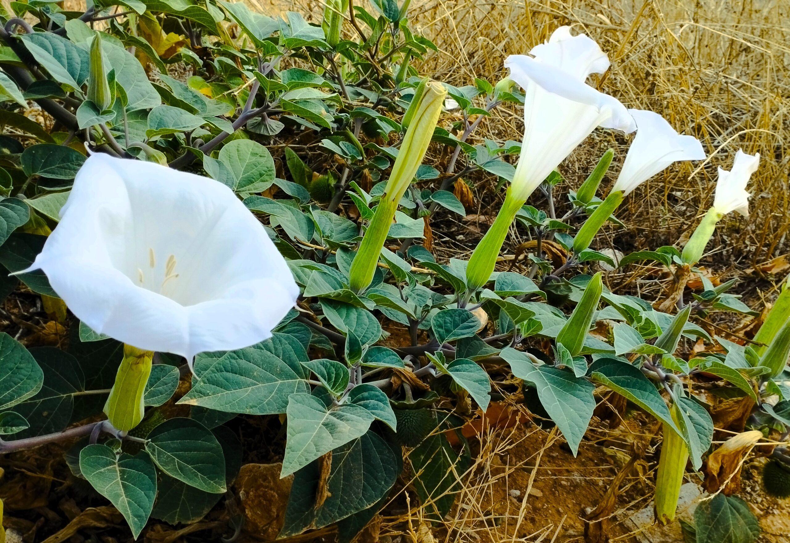 10 Razones por las Cuales Debes Alejar la Planta Datura o Flor de ...