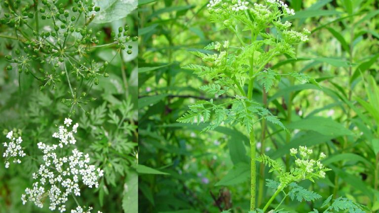 El peligro oculto de la cicuta (Conium maculatum): ¿Por qué es tan ...