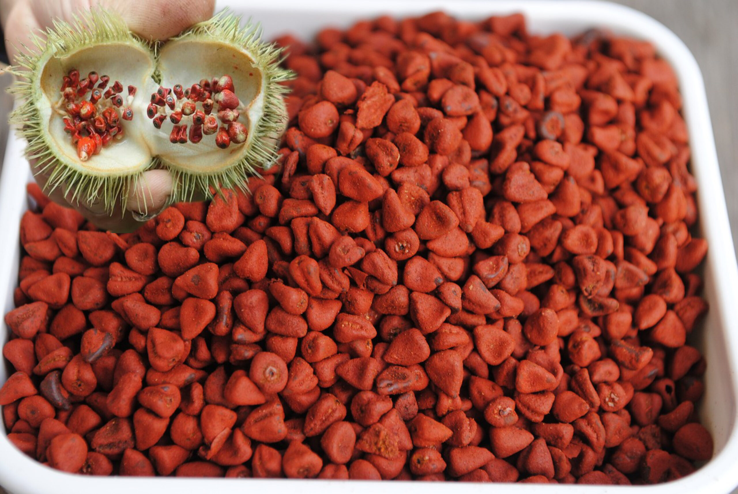 "Descubre los Beneficios del Achiote para la Salud y Cómo Usarlo" - Mis ...