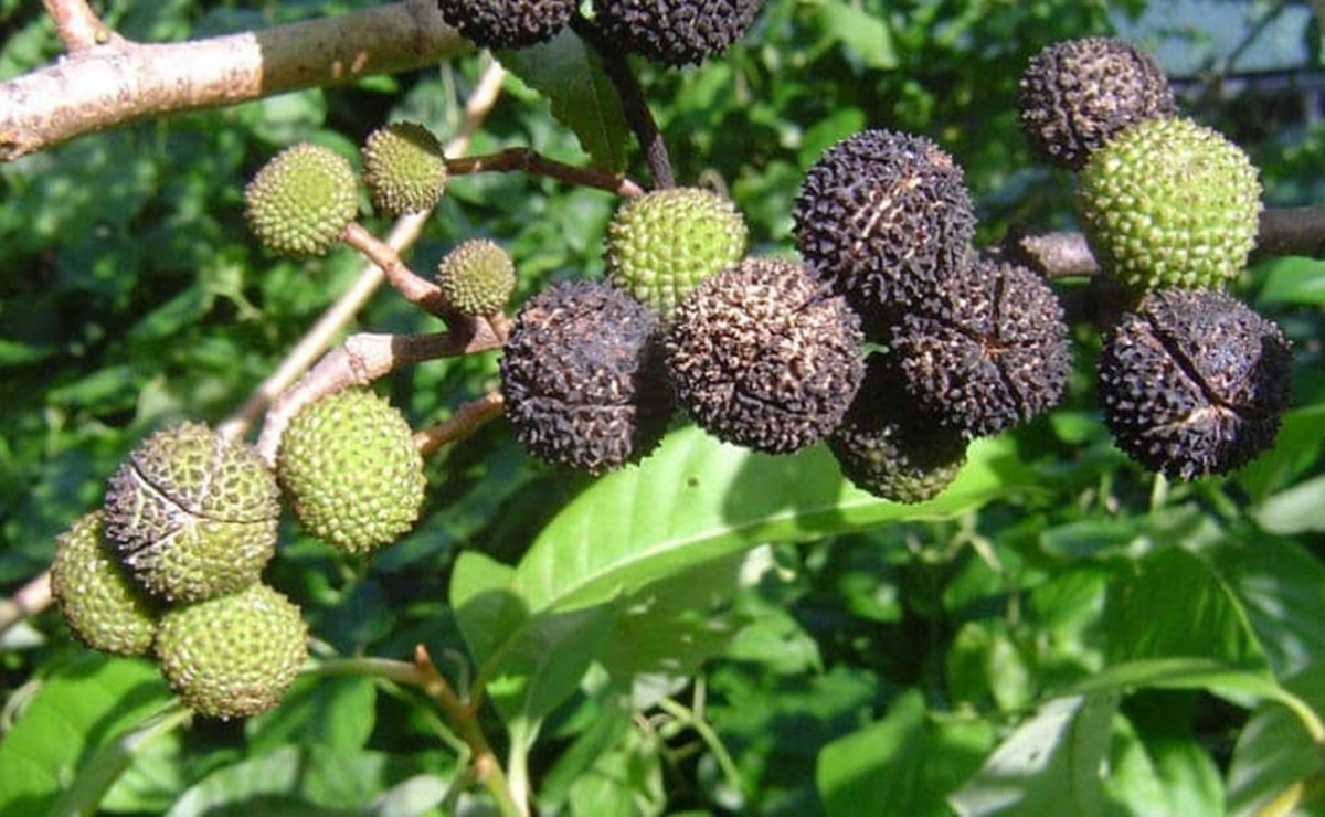 Usos y Beneficios de las Pepas de Guázima: Propiedades Medicinales y ...