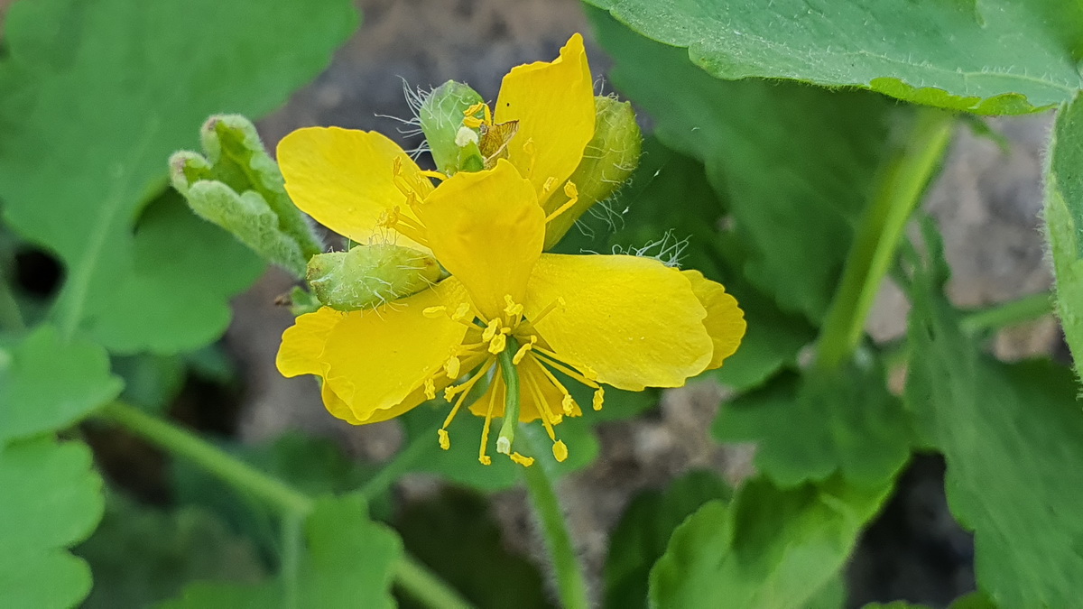 "Celidonia mayor: Usos medicinales, beneficios y propiedades curativas ...