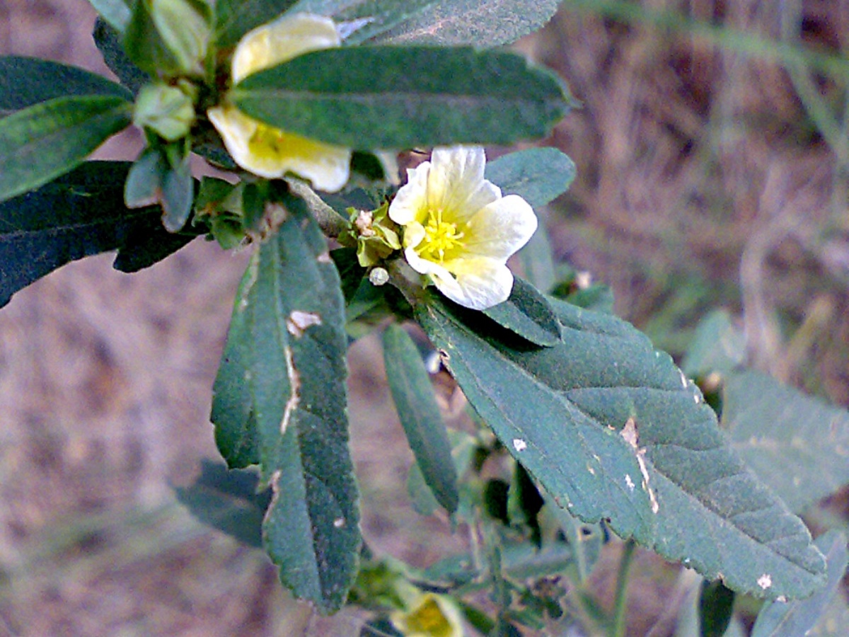 "Afata: Beneficios, Propiedades y Usos Medicinales" - Mis remedios