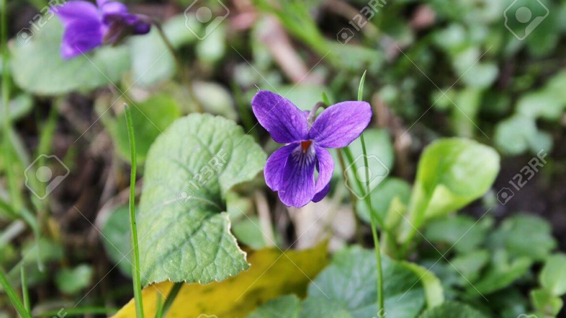 "Infusión y Jarabe de Violeta Dulce: Recetas Naturales para la Salud ...