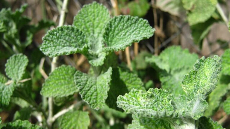 7 usos del marrubio que no conocías y cómo prepararlo - Mis remedios